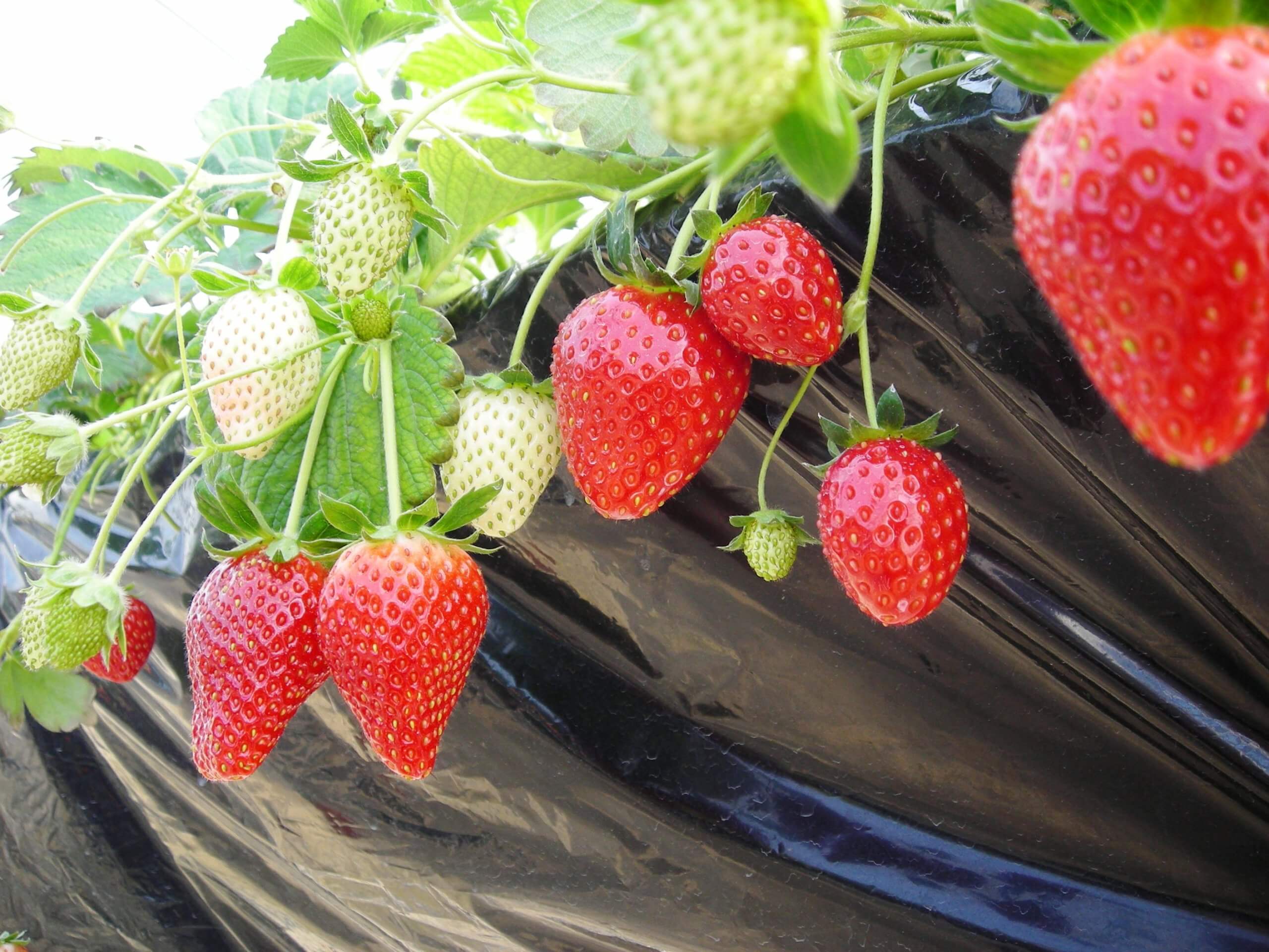 旬のフルーツ・果物狩りバスツアー｜オリオンツアー【関東発】